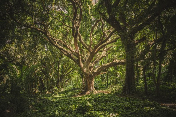 In the Shade of the Tree of Life: A Blessing – The Dandelion Way