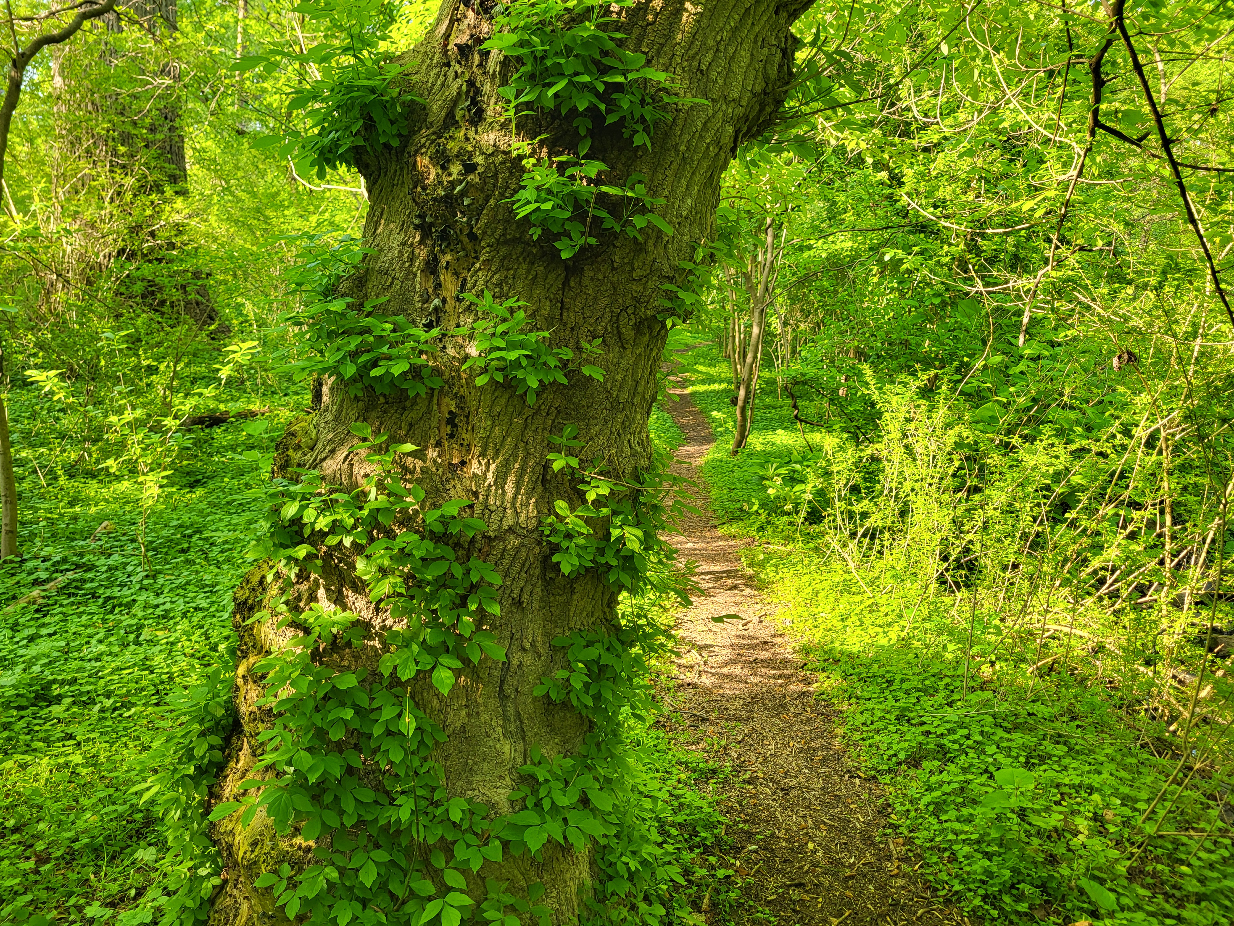 The Parable of New Leaves from a Dying Tree – The Dandelion Way